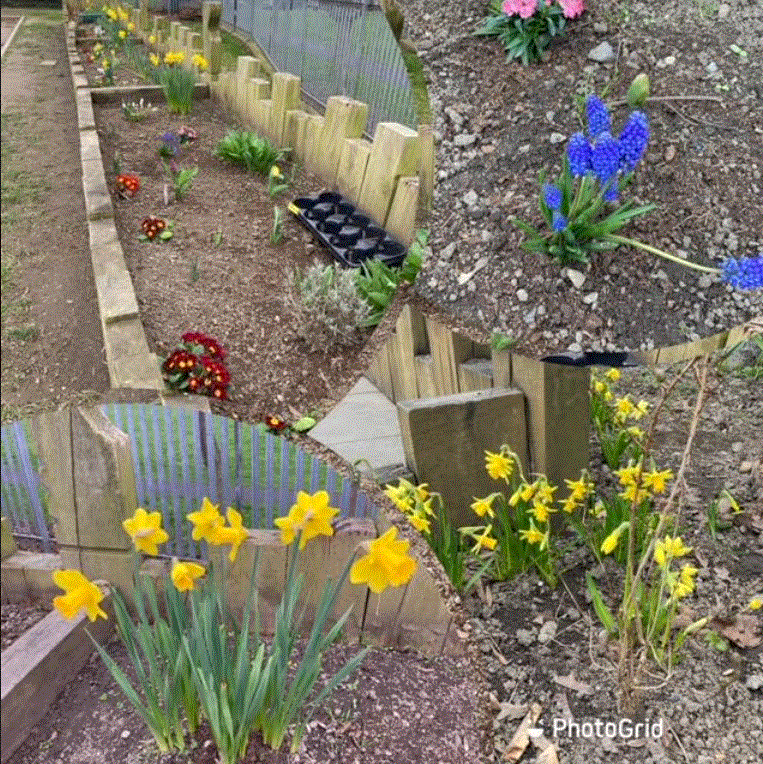 Spring is Here! - Springdale National School