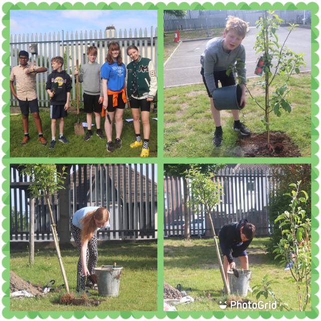 From Little Seeds Grow Mighty Trees! - Springdale National School